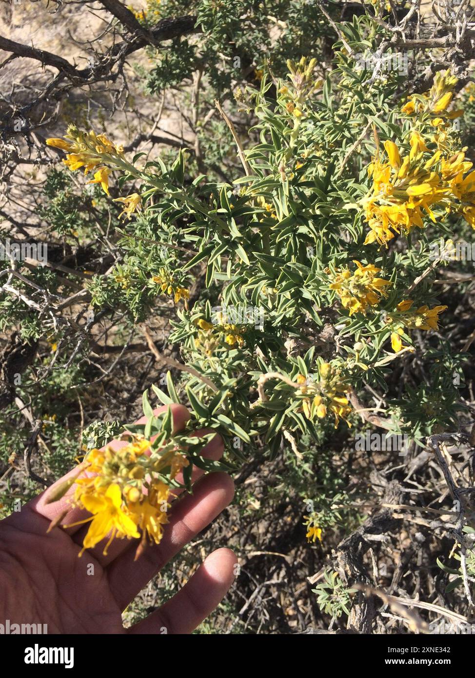 Bladderpod (Cleomella arborea) Plantae Stock Photo - Alamy