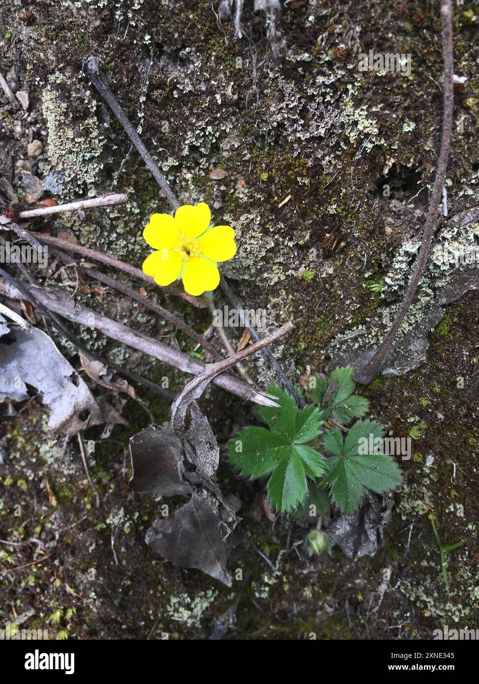 common cinquefoil (Potentilla simplex) Plantae Stock Photo - Alamy
