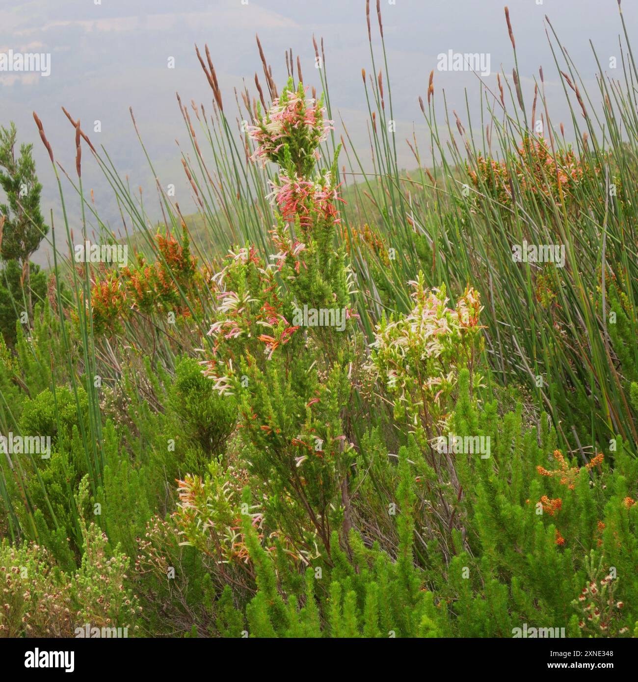 Water Heath (Erica curviflora) Plantae Stock Photo - Alamy