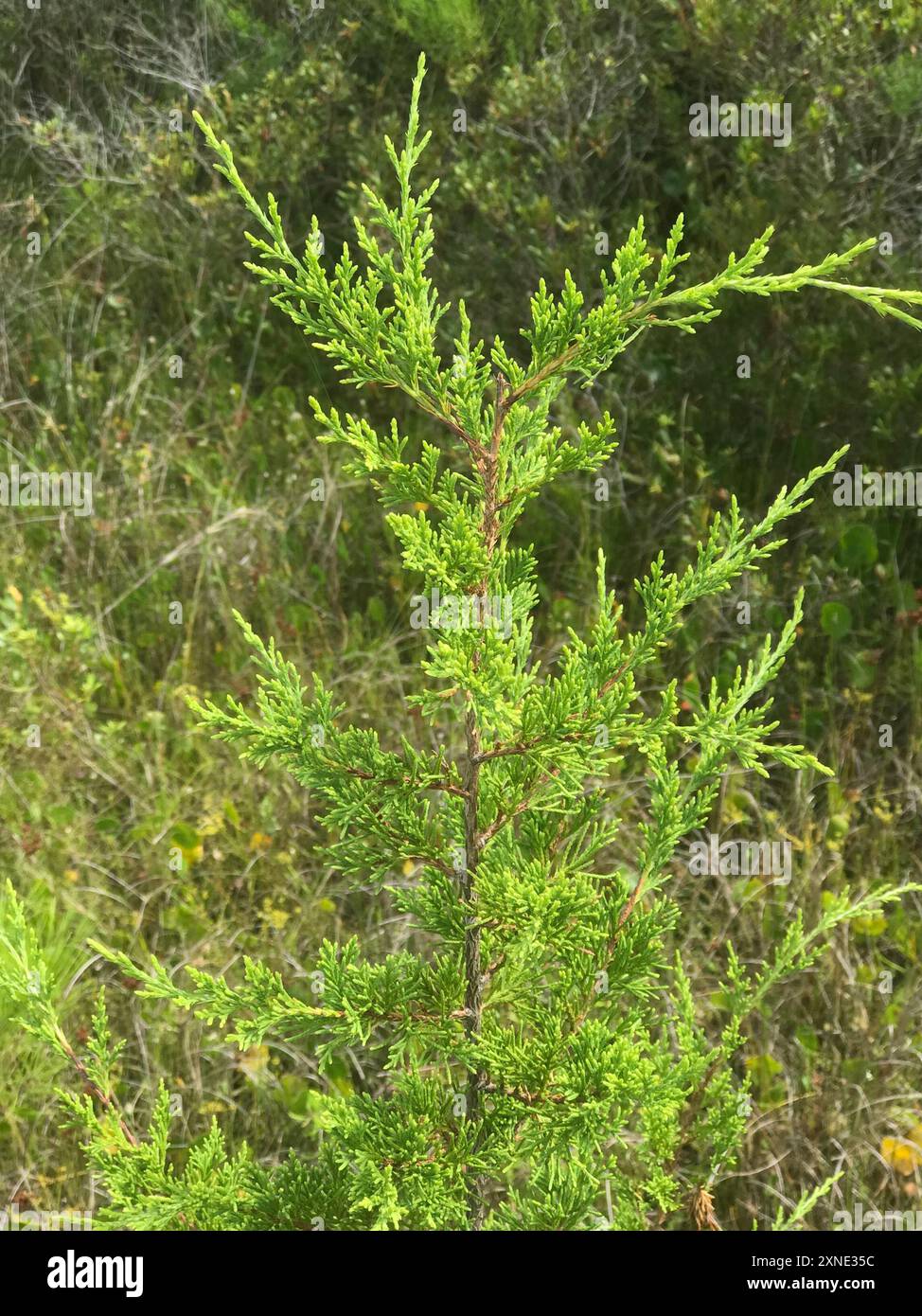 Southern Redcedar (Juniperus virginiana silicicola) Plantae Stock Photo ...