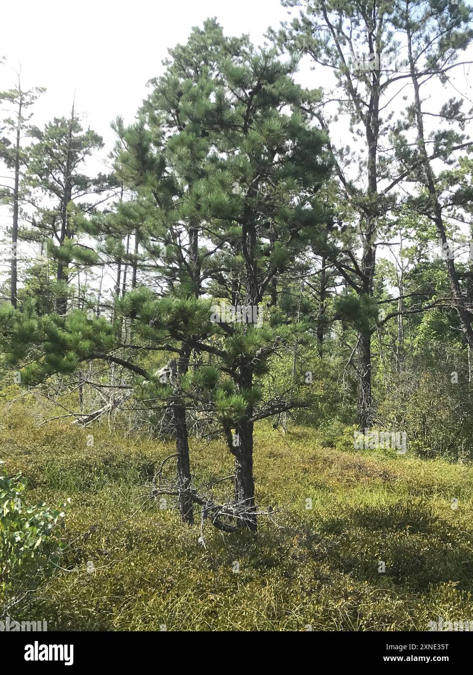 pitch pine (Pinus rigida) Plantae Stock Photo - Alamy