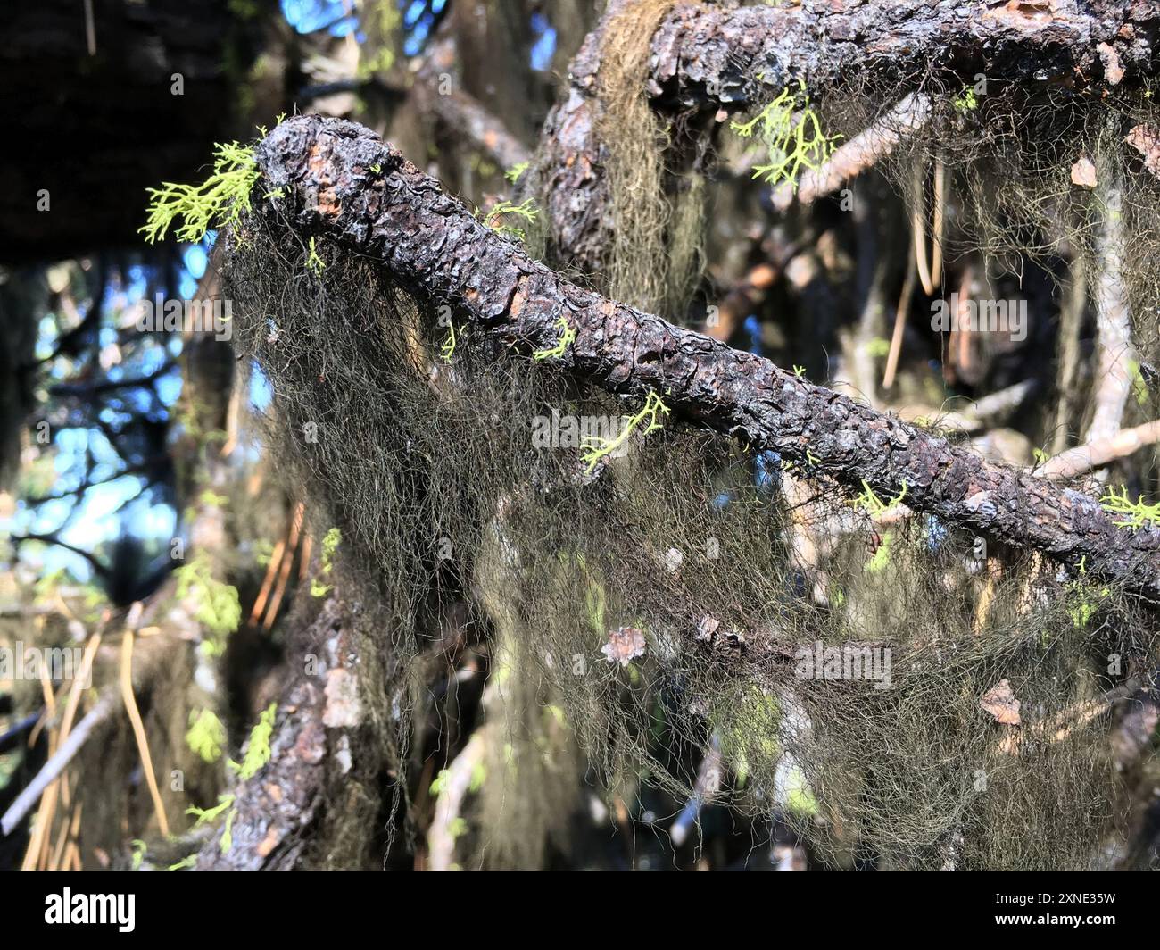 Horsehair Lichens (Bryoria) Fungi Stock Photo - Alamy