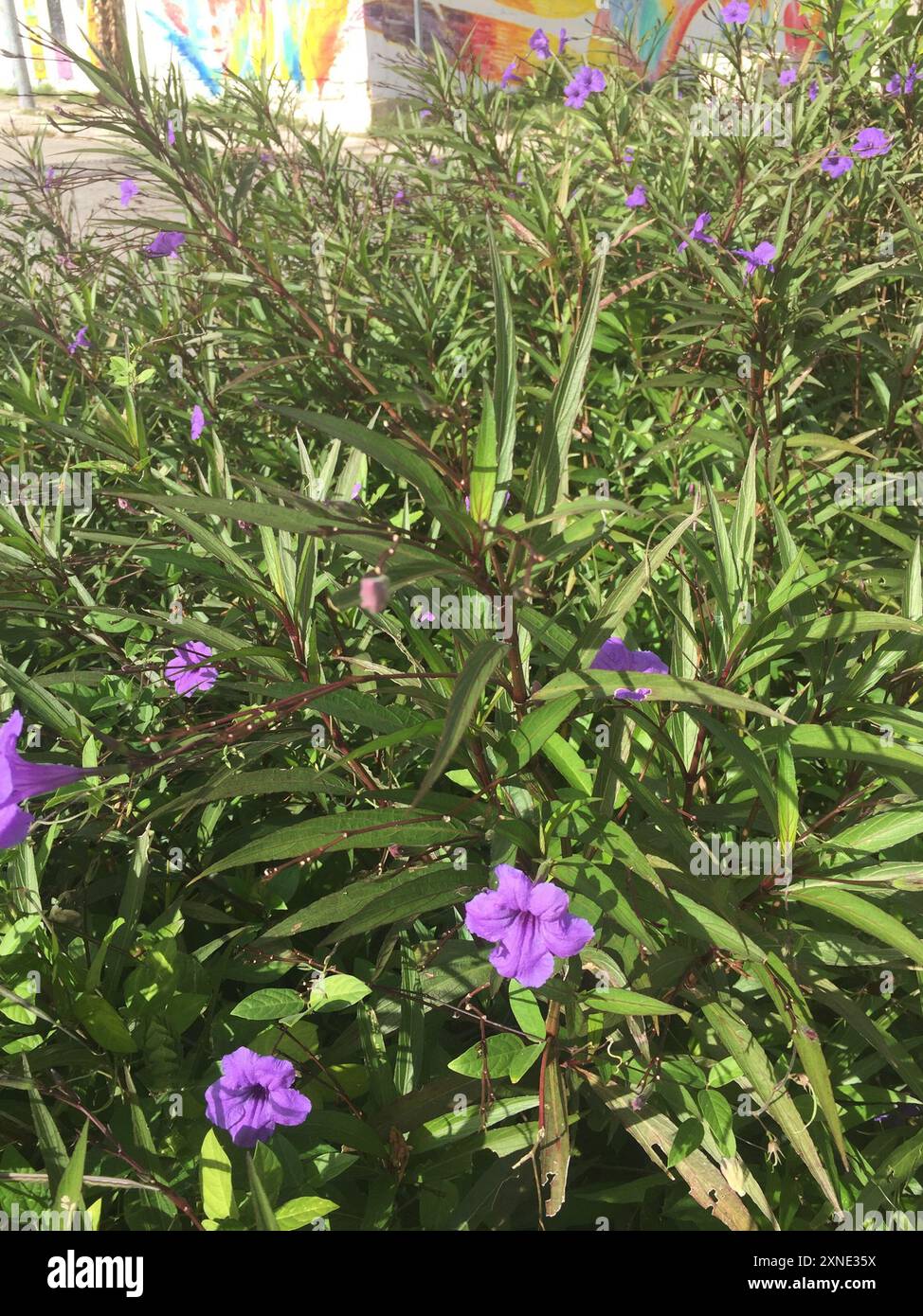 Mexican ruellia (Ruellia simplex) Plantae Stock Photo - Alamy