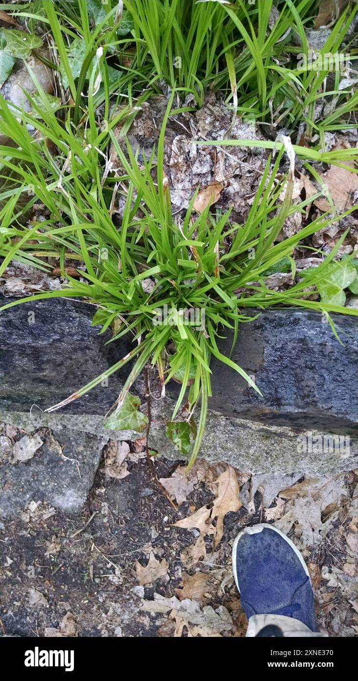 grasses, sedges, cattails, and allies (Poales) Plantae Stock Photo - Alamy