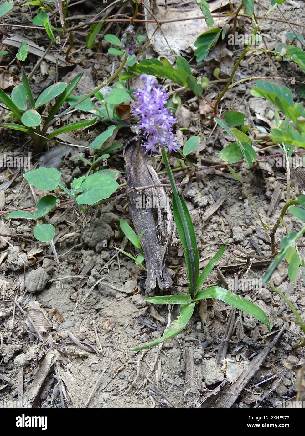Japanese jacinth (Barnardia japonica) Plantae Stock Photo - Alamy