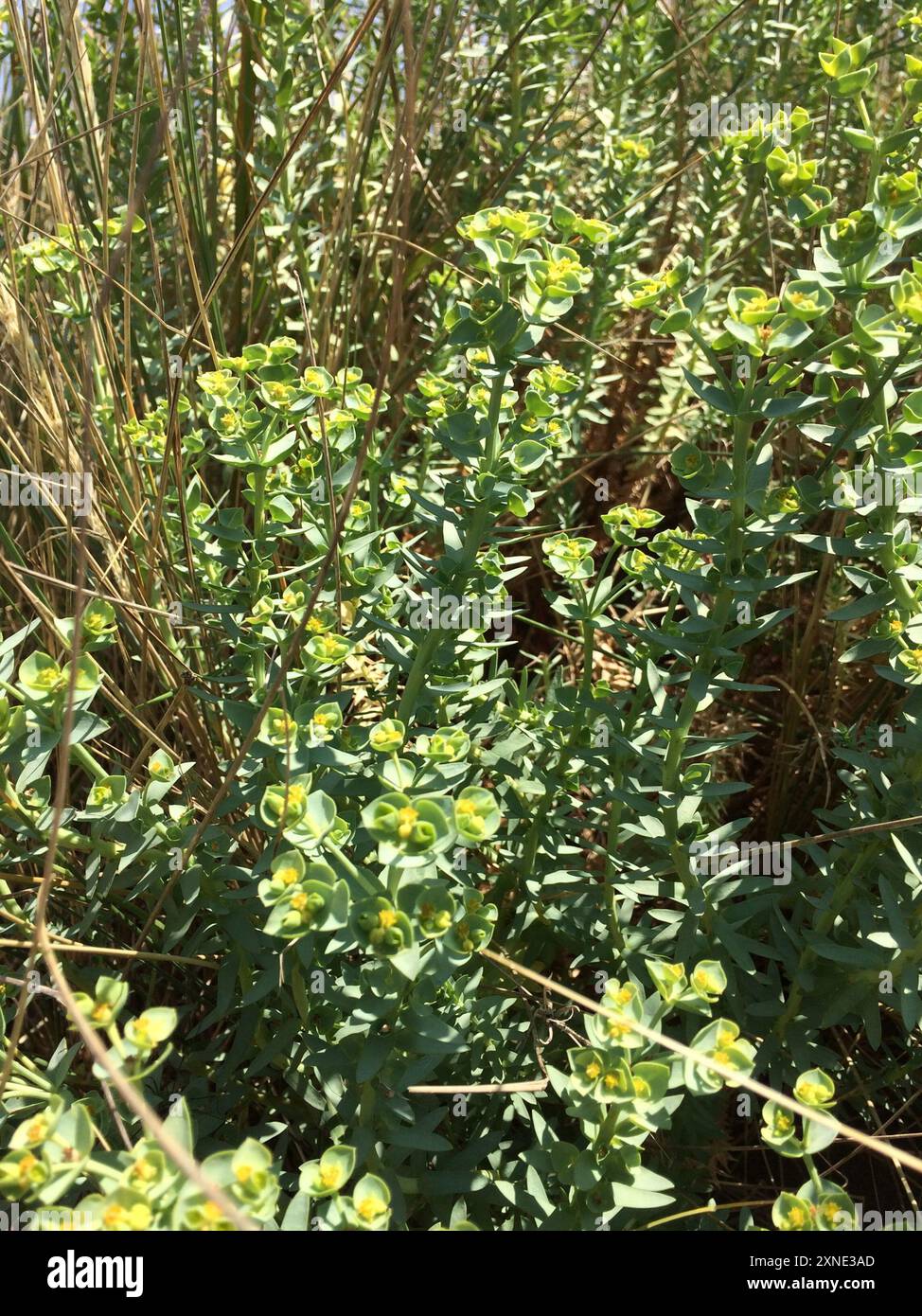 Sea Spurge (Euphorbia paralias) Plantae Stock Photo - Alamy