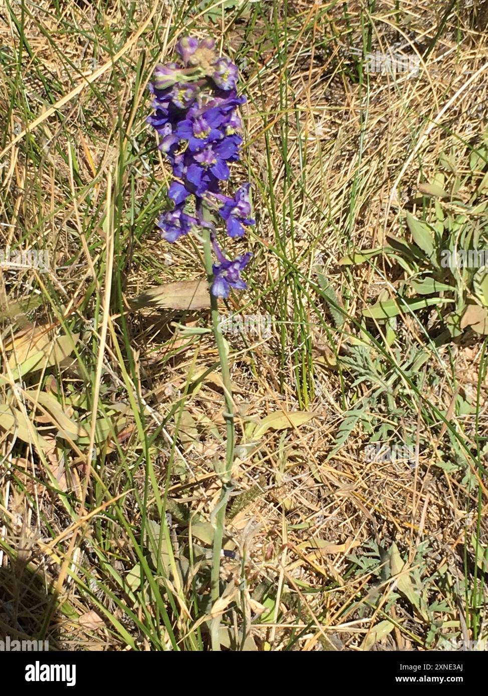 Foothill Larkspur (Delphinium hesperium) Plantae Stock Photo - Alamy
