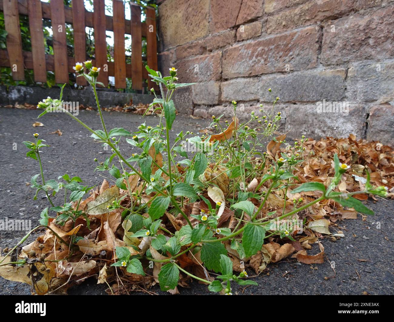 shaggy soldier (Galinsoga quadriradiata) Plantae Stock Photo - Alamy