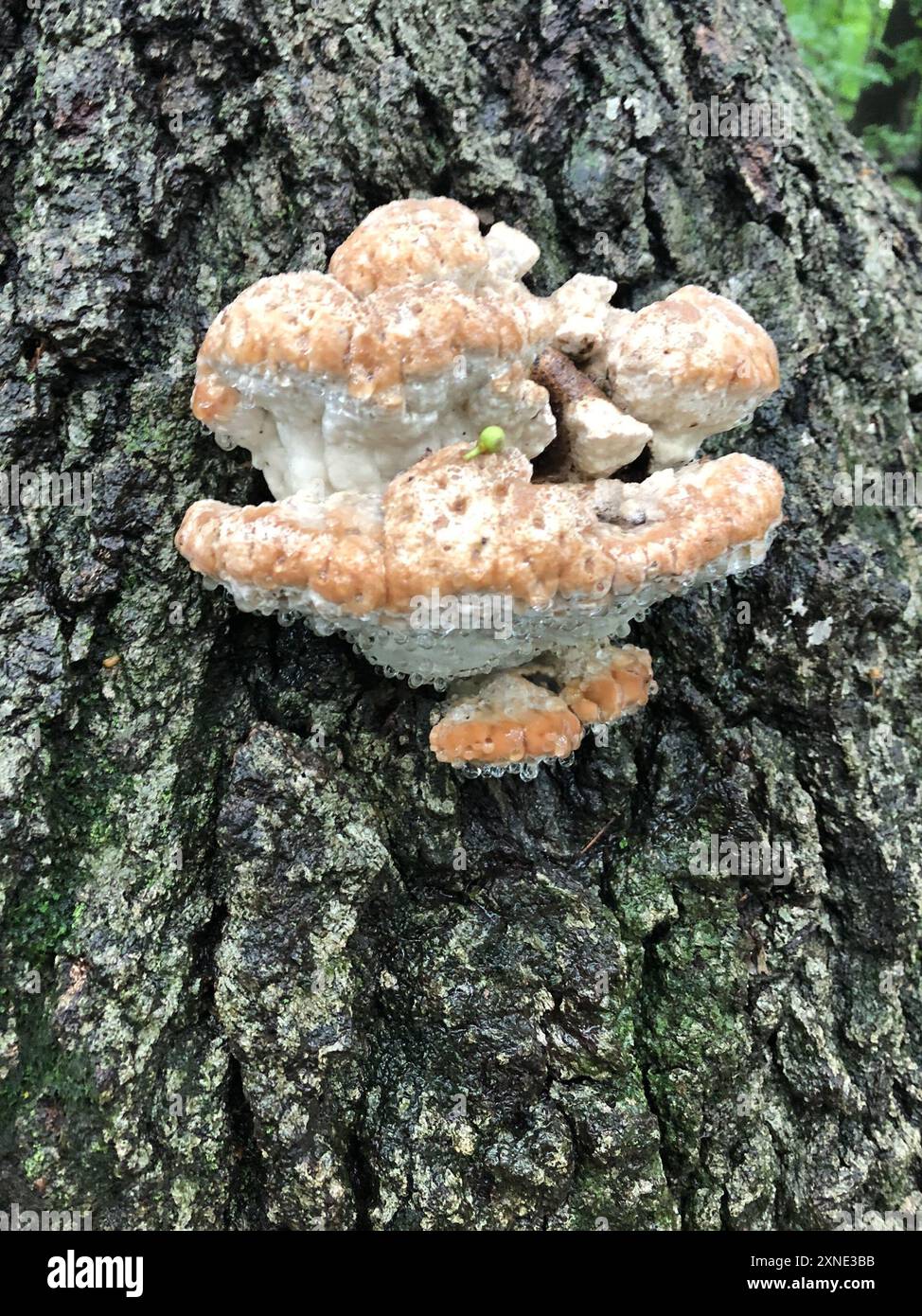 green cheese polypore (Fomitopsis spraguei) Fungi Stock Photo - Alamy