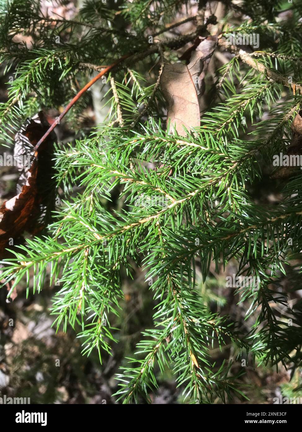 red spruce (Picea rubens) Plantae Stock Photo - Alamy