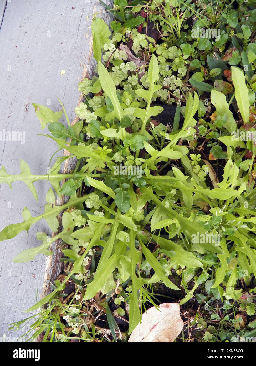 Oriental false hawksbeard (Youngia japonica) Plantae Stock Photo - Alamy