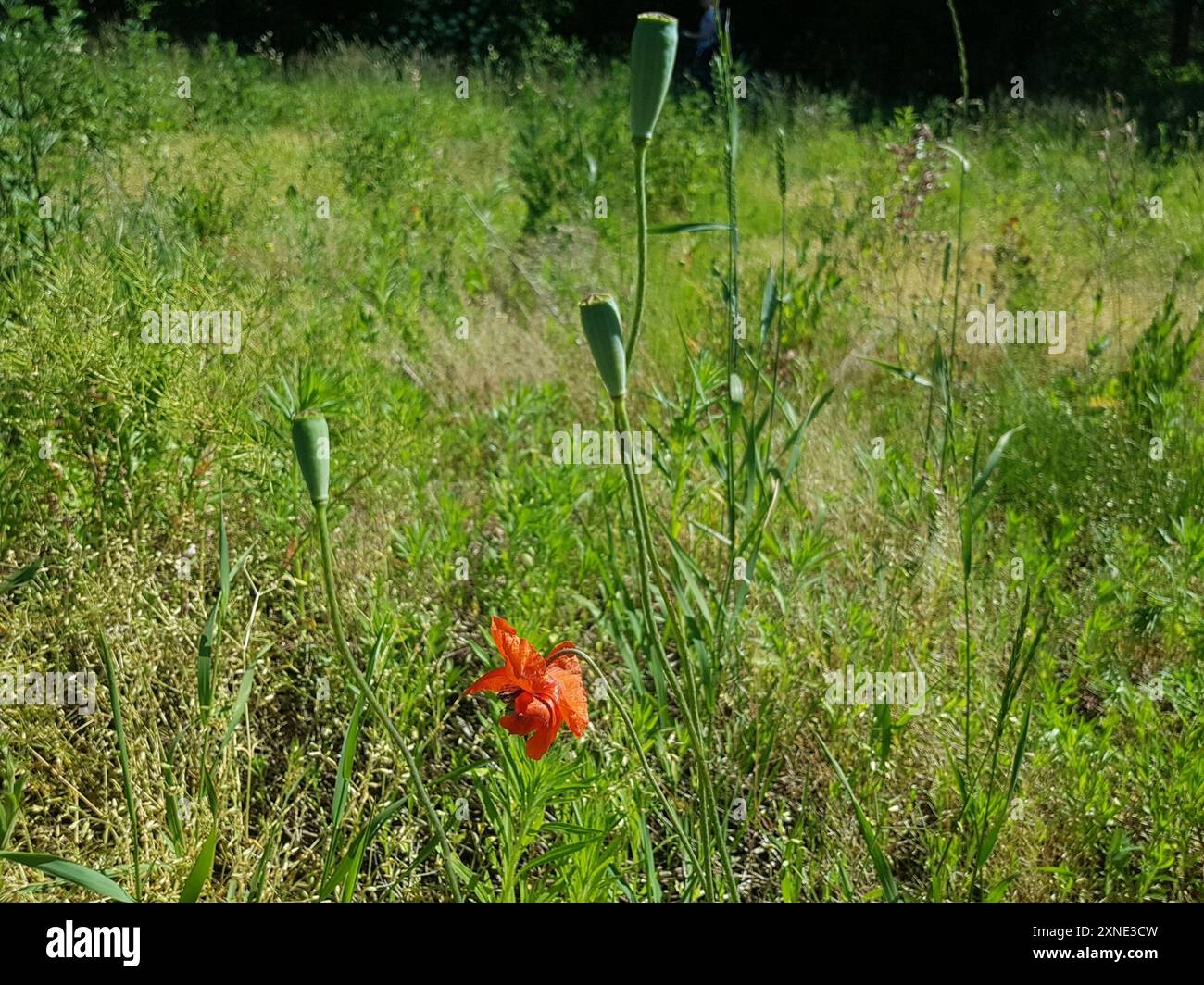 Long-headed poppy (Papaver dubium) Plantae Stock Photo - Alamy