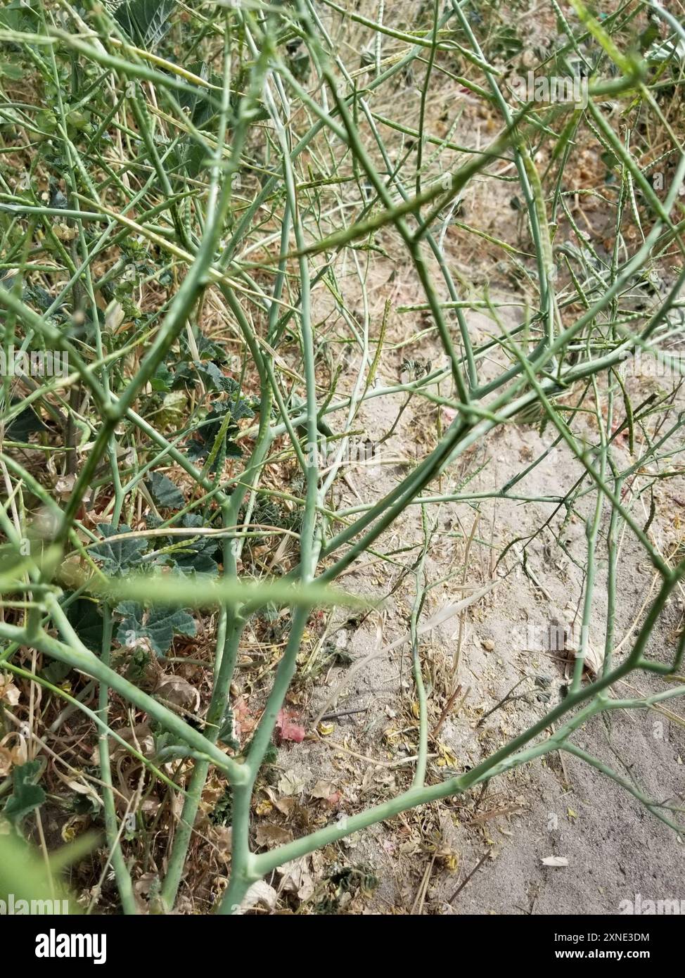 Saharan Mustard (Brassica tournefortii) Plantae Stock Photo - Alamy
