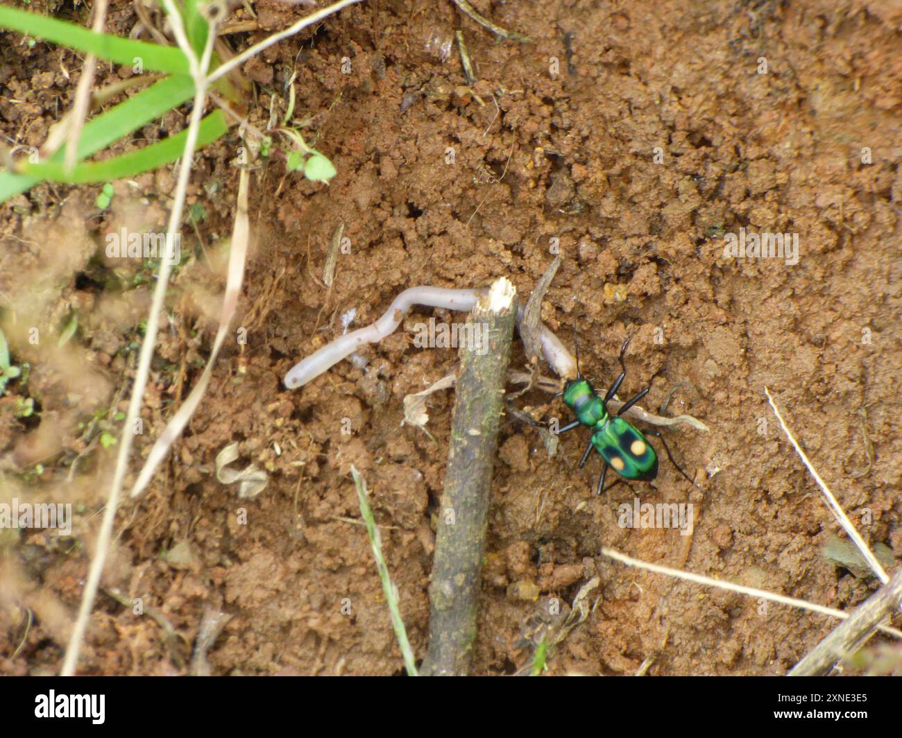 Pseudoxycheila hi-res stock photography and images - Alamy