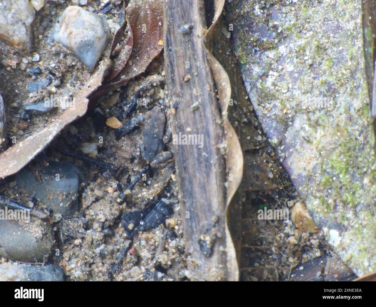 Haematiticus hi-res stock photography and images - Alamy
