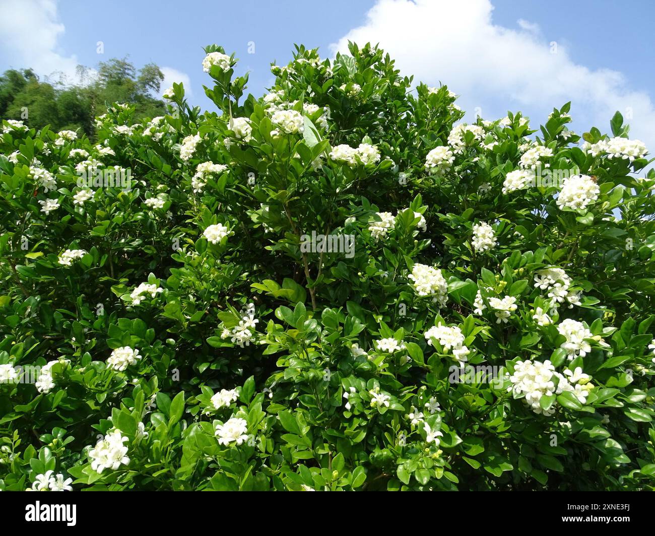 Orange Jasmine (Murraya paniculata) Plantae Stock Photo - Alamy