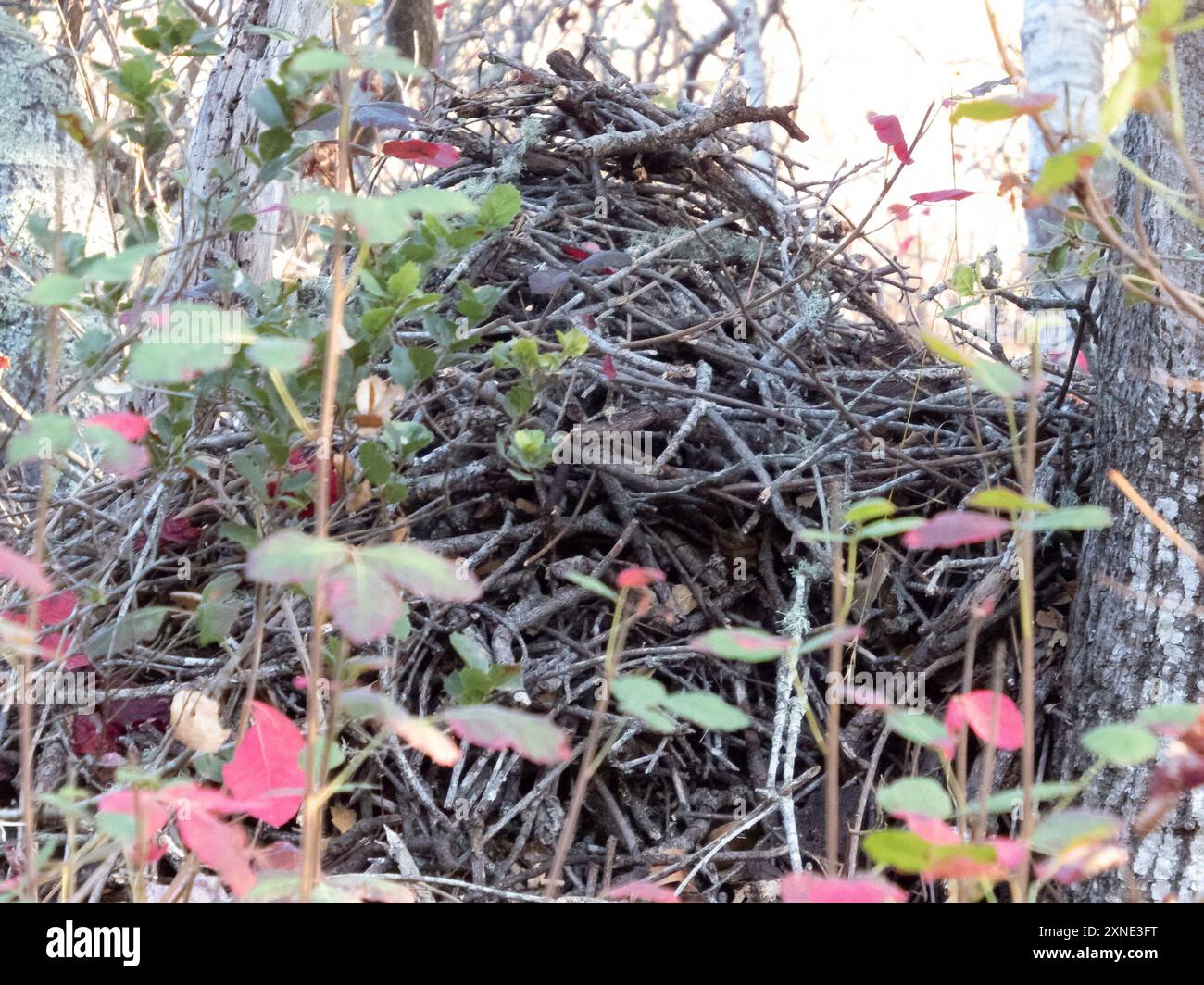 Dusky-footed Woodrat (Neotoma fuscipes) Mammalia Stock Photo - Alamy