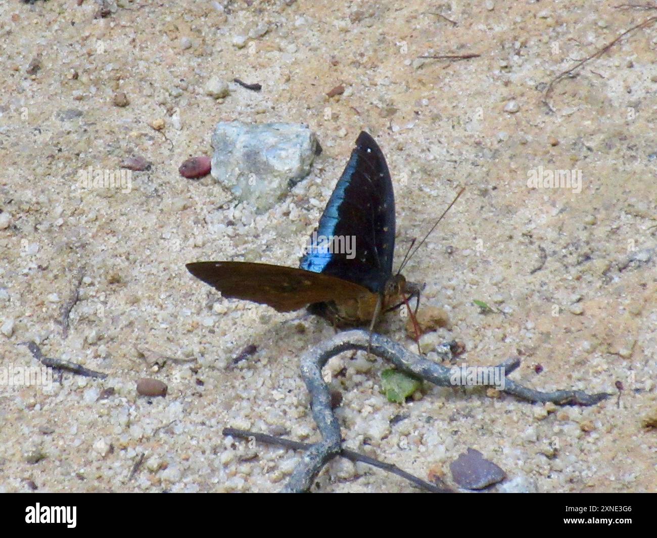 Common Archduke (Lexias pardalis) Insecta Stock Photo - Alamy