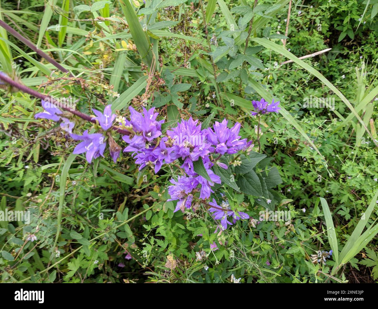 clustered bellflower (Campanula glomerata) Plantae Stock Photo - Alamy