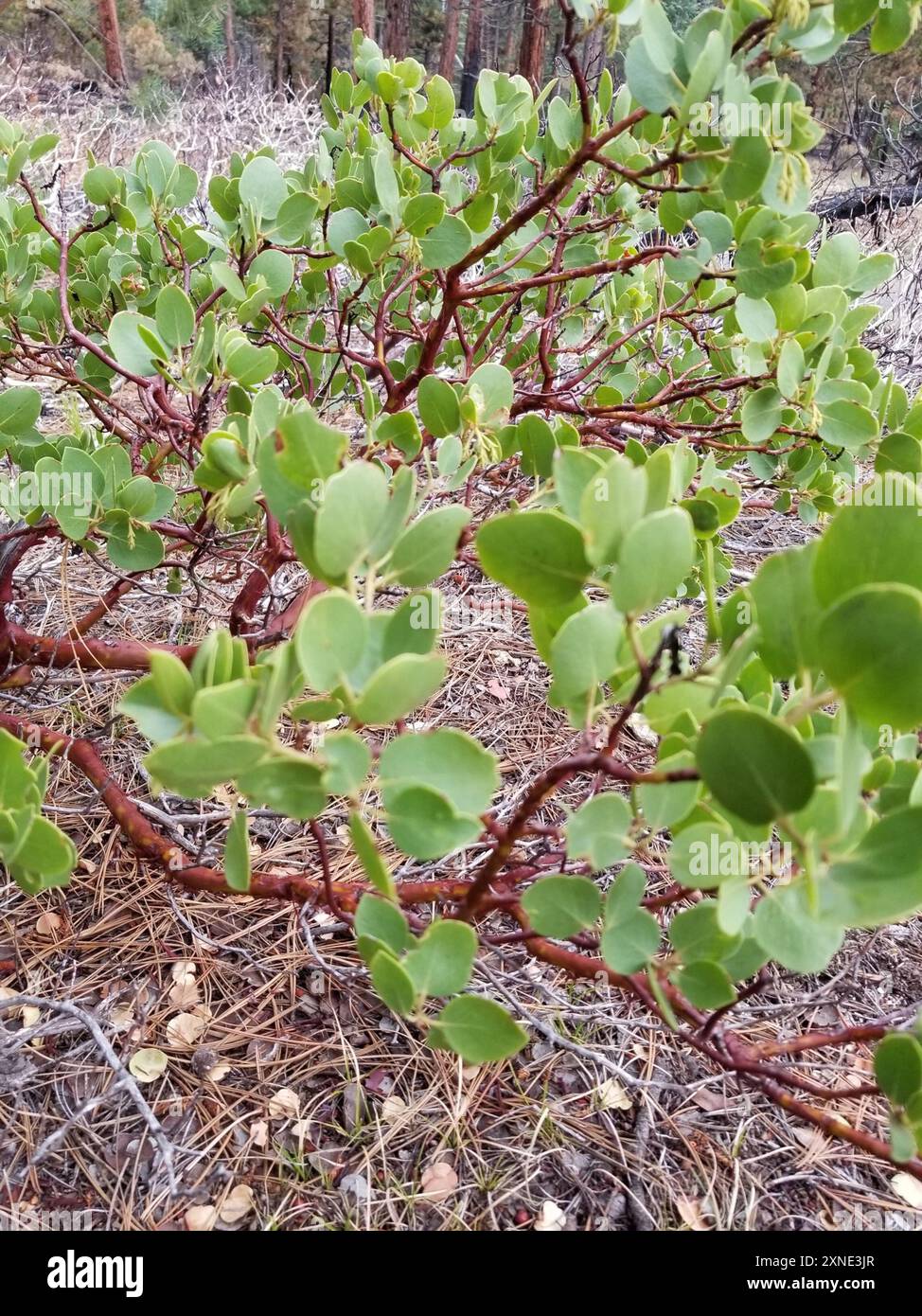 greenleaf manzanita (Arctostaphylos patula) Plantae Stock Photo - Alamy