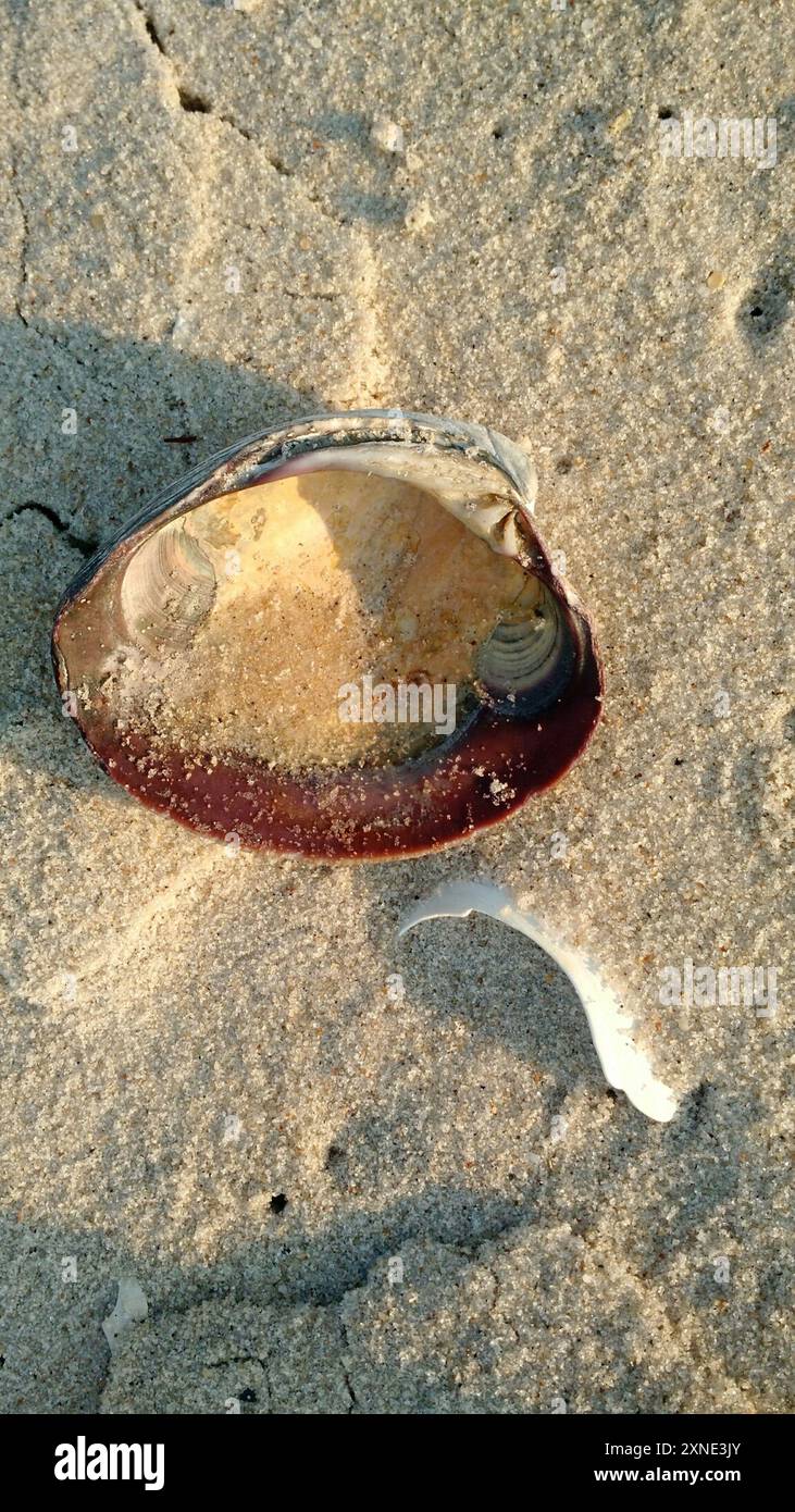 Northern Quahog (Mercenaria mercenaria) Mollusca Stock Photo - Alamy