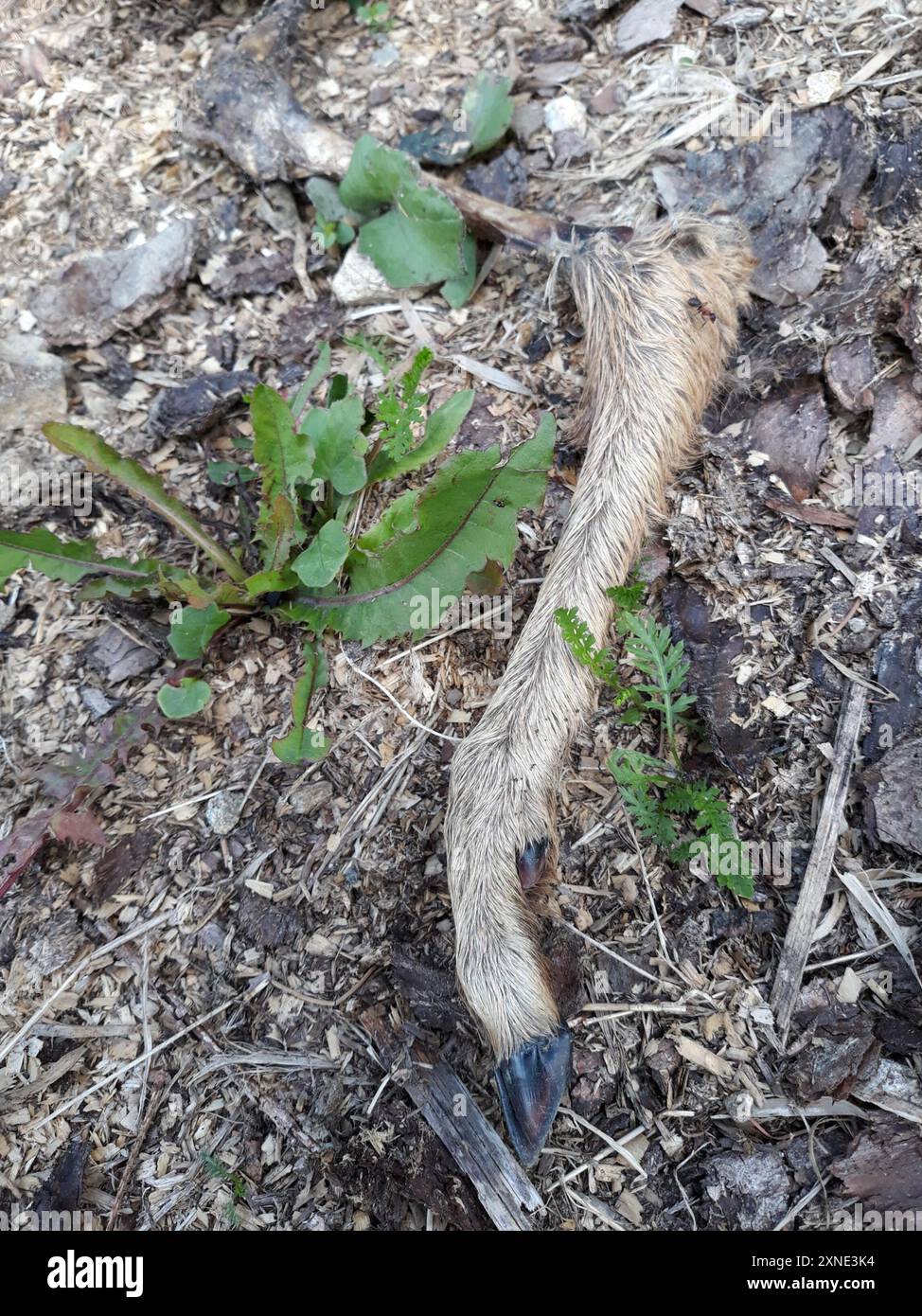 Even-toed Ungulates and Cetaceans (Artiodactyla) Mammalia Stock Photo ...