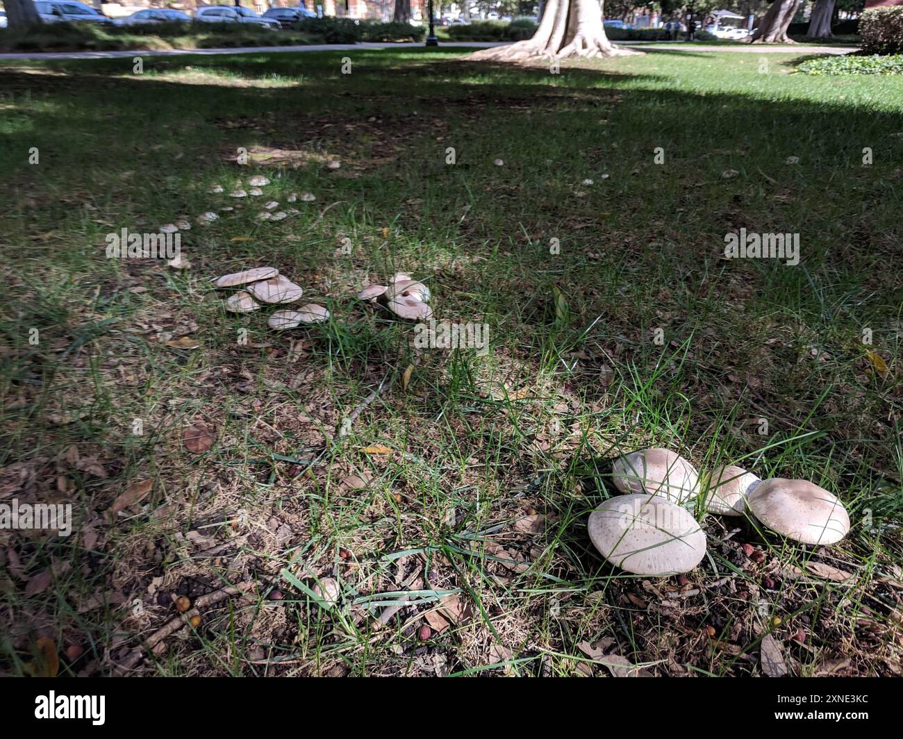 Yellow Stainer (Agaricus xanthodermus) Fungi Stock Photo - Alamy