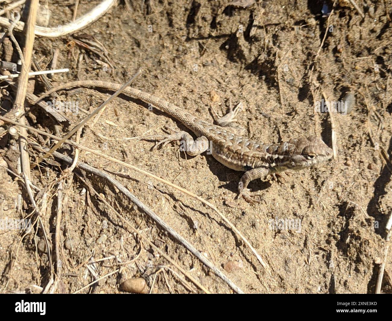 Western Side-blotched Lizard (Uta stansburiana elegans) Reptilia Stock ...