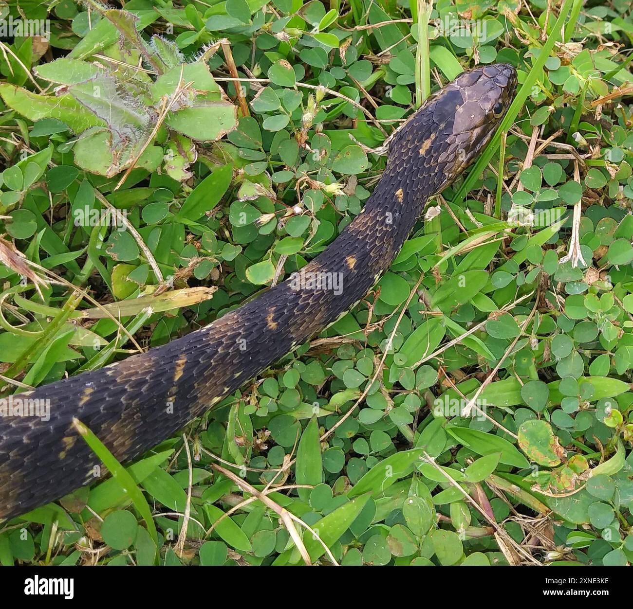 Florida Watersnake (Nerodia fasciata pictiventris) Reptilia Stock Photo ...