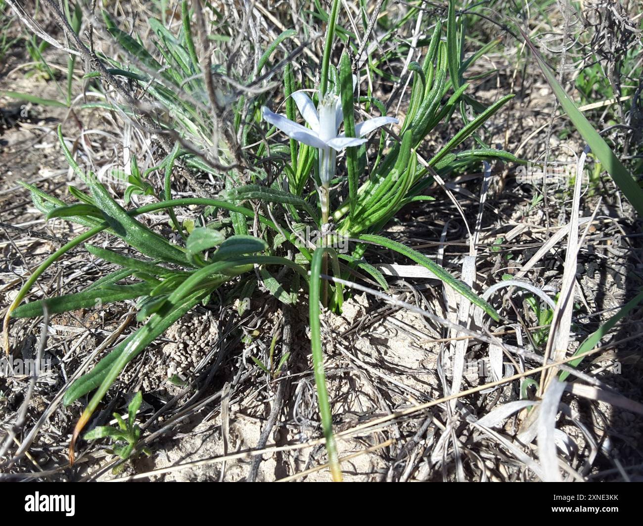 Funnel-Flower (Androstephium coeruleum) Plantae Stock Photo - Alamy