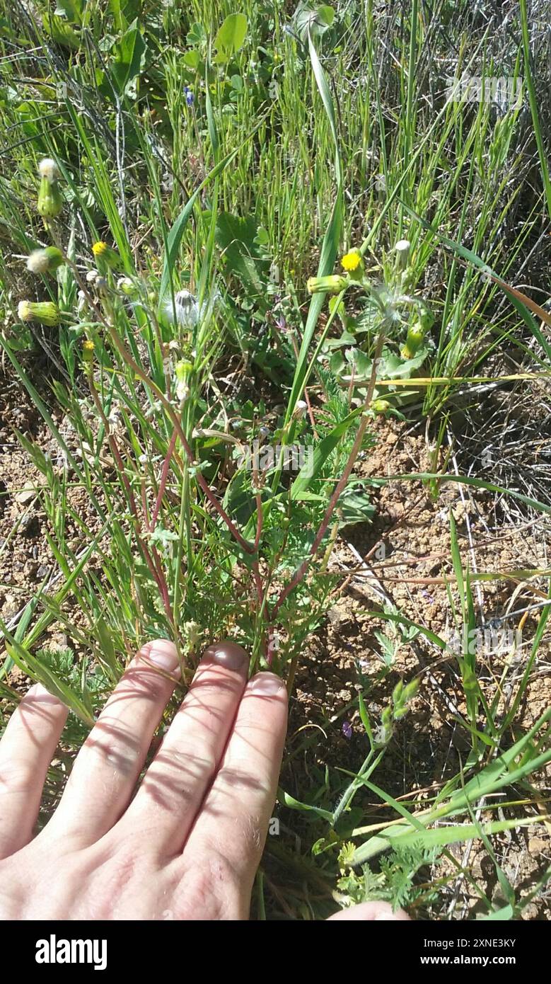 common groundsel (Senecio vulgaris) Plantae Stock Photo - Alamy