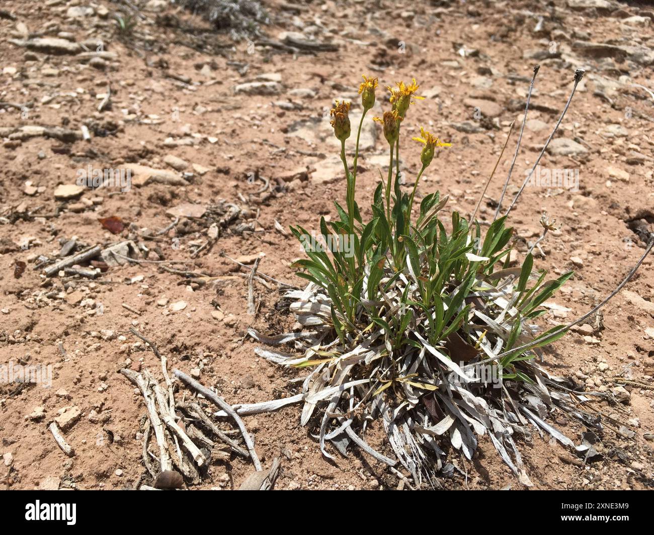 Skyline Goldenweed (Stenotus armerioides armerioides) Plantae Stock ...