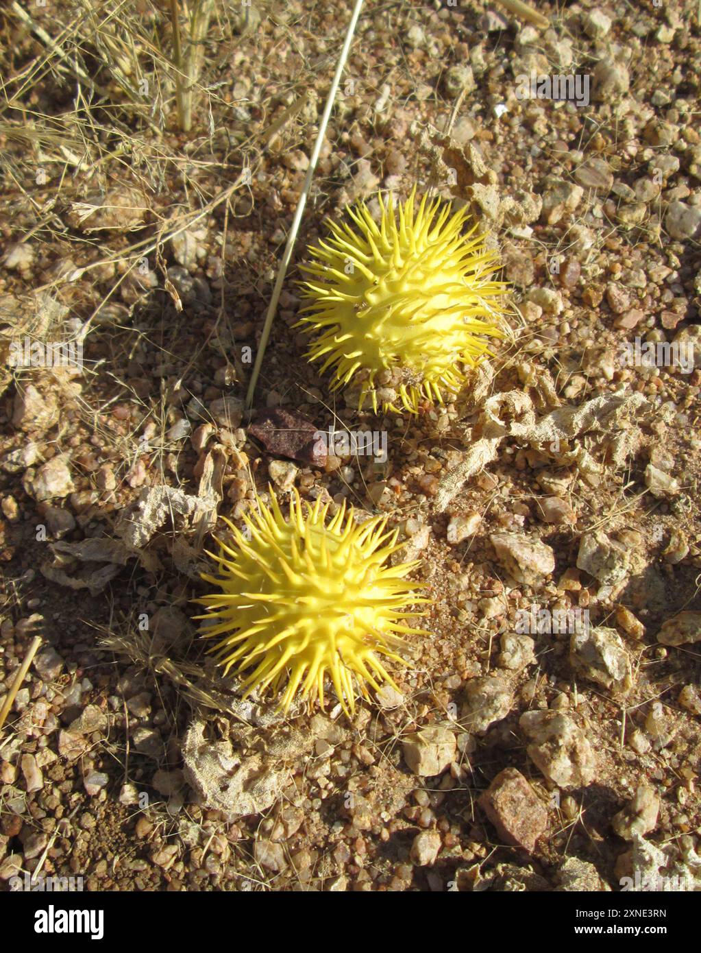 South African Spiny Cucumber (Cucumis zeyheri) Plantae Stock Photo - Alamy