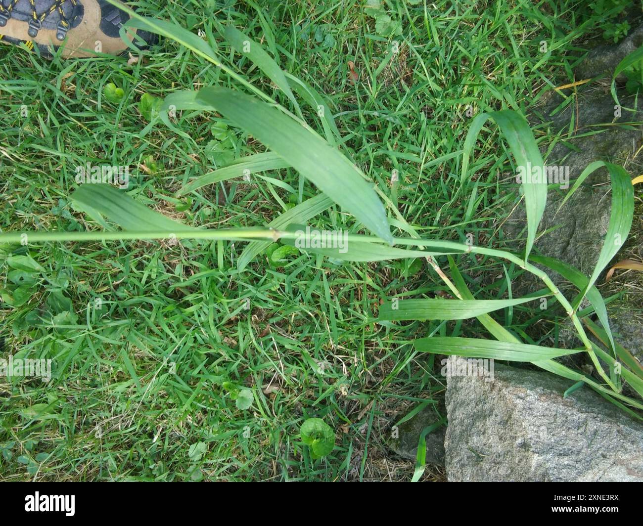 monocots (Liliopsida) Plantae Stock Photo - Alamy