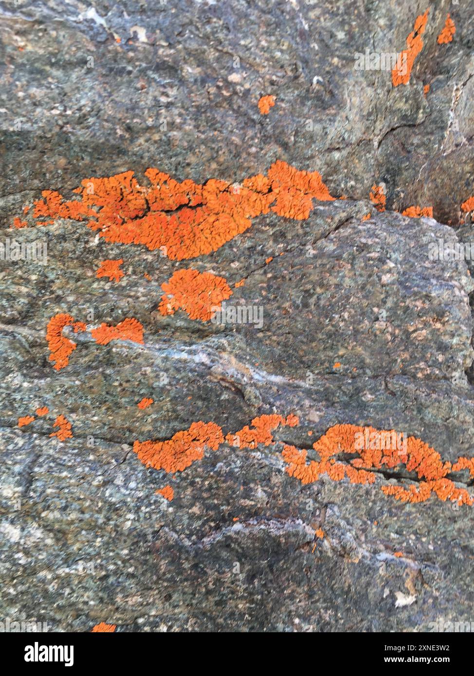Flame firedot lichen hi-res stock photography and images - Alamy