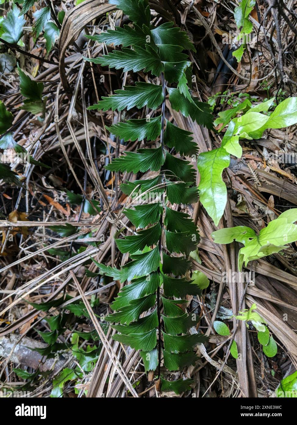 Mare's Tail Fern (Asplenium polyodon) Plantae Stock Photo - Alamy