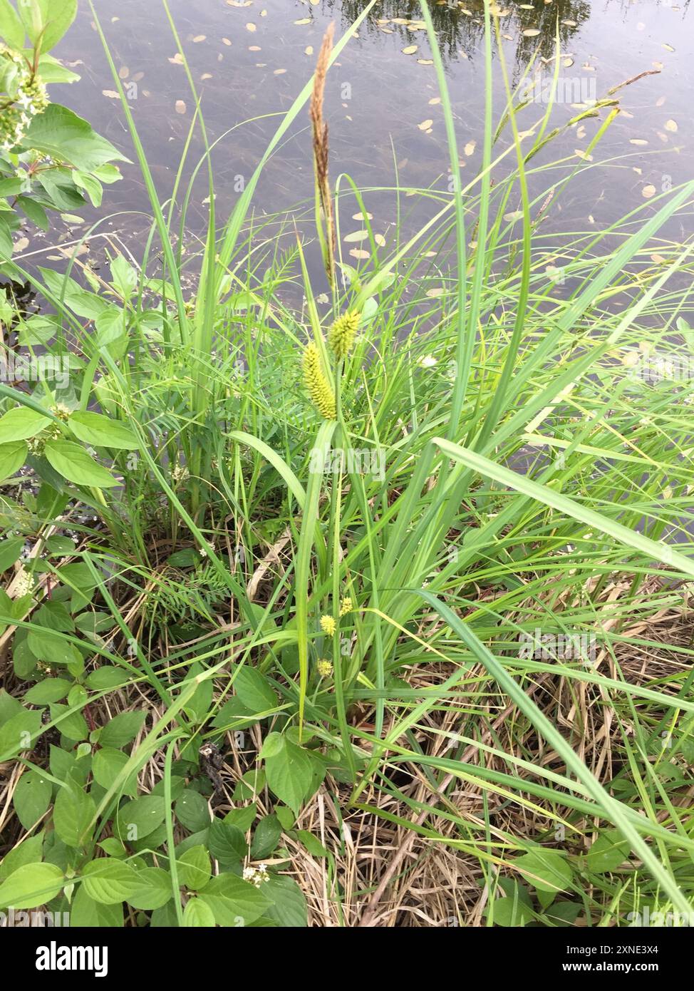 lake sedge (Carex lacustris) Plantae Stock Photo - Alamy