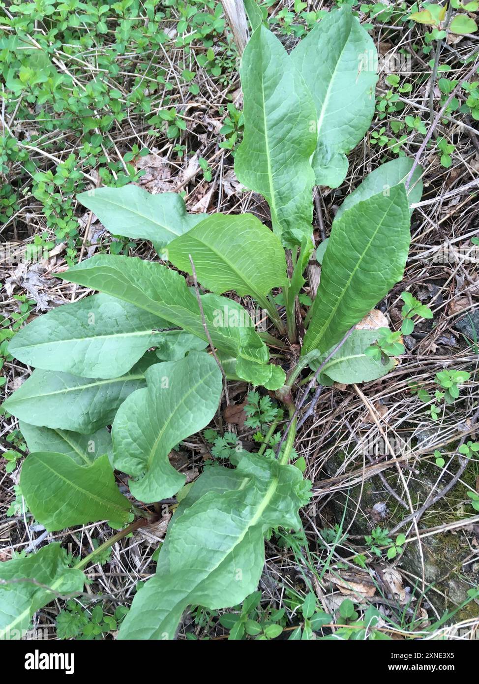 Patience Dock (Rumex patientia) Plantae Stock Photo - Alamy