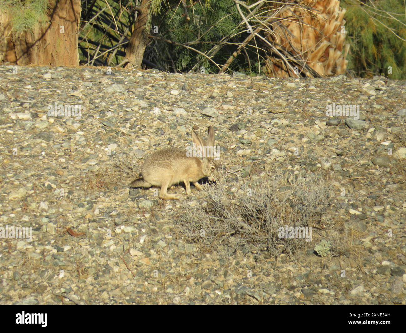 Black-tailed Jackrabbit (Lepus californicus) Mammalia Stock Photo - Alamy