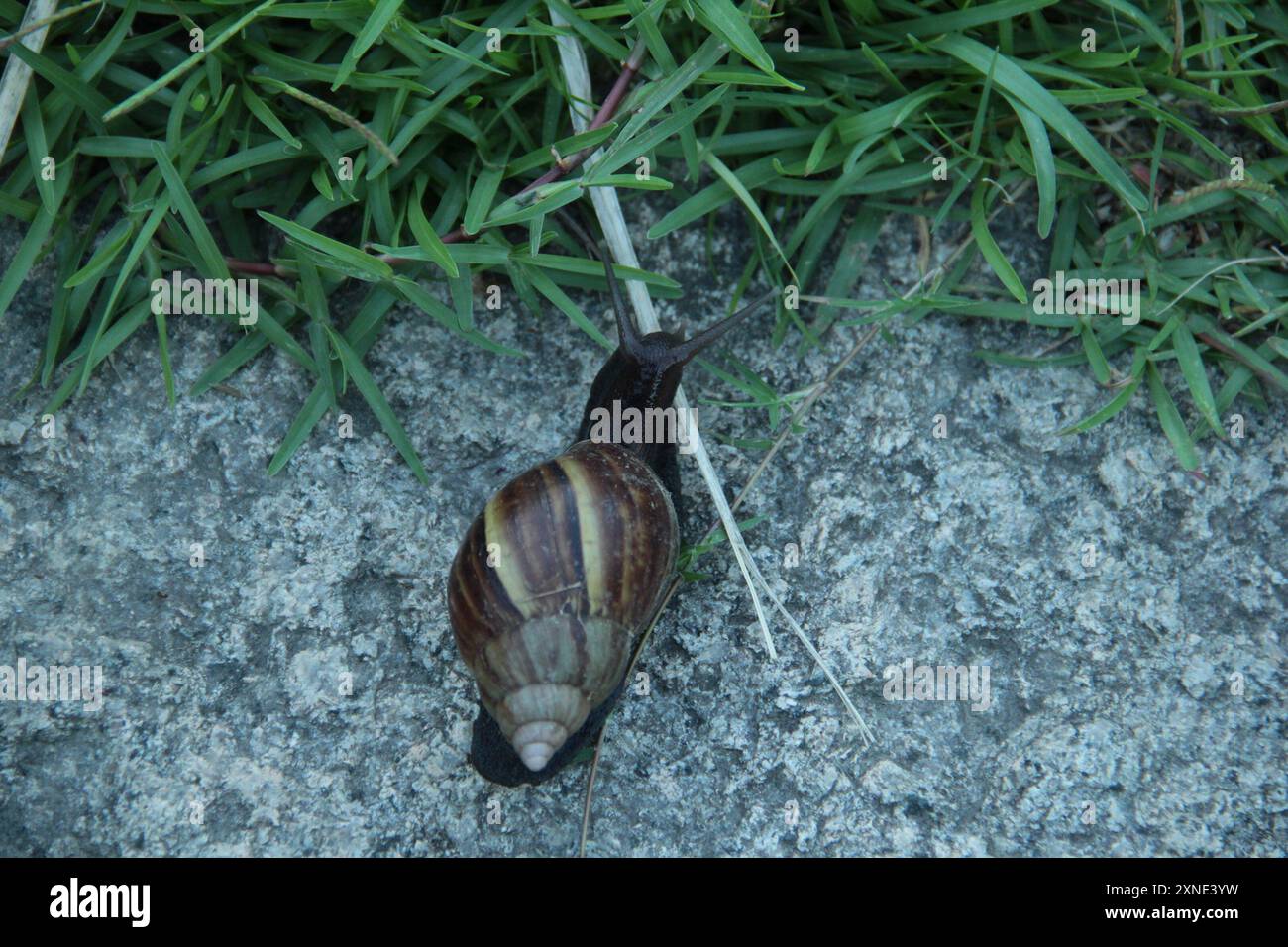 African Giant Snail (Lissachatina fulica) Mollusca Stock Photo - Alamy