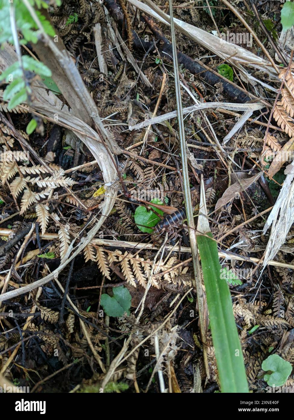 Camel Crickets, Cave Crickets, and Cave Wēta (Rhaphidophoridae) Insecta ...