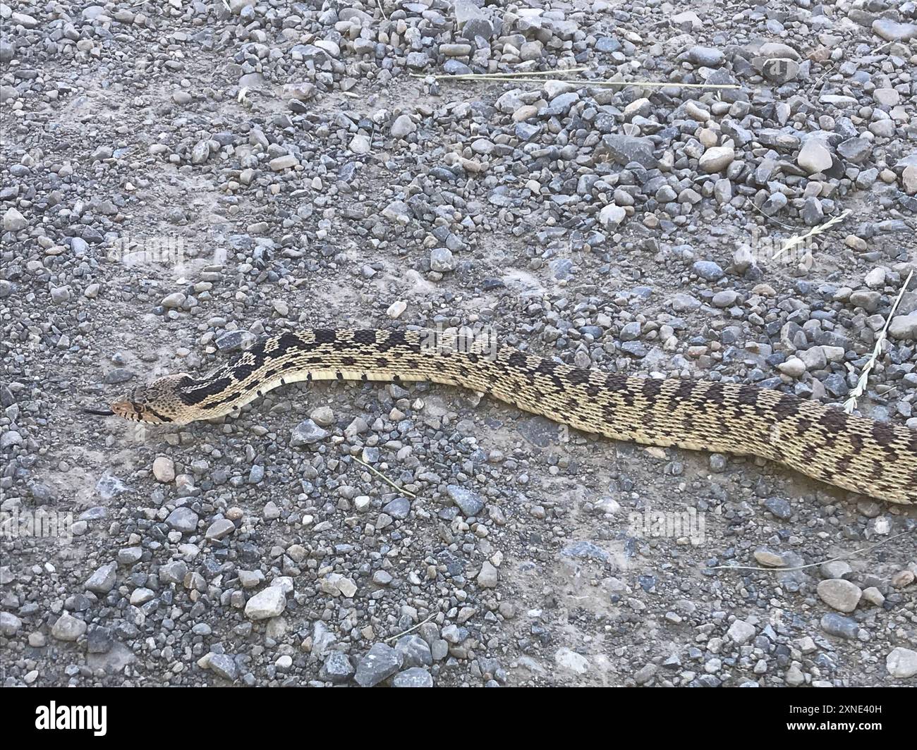 Pituophis catenifer deserticola snake hi-res stock photography and ...