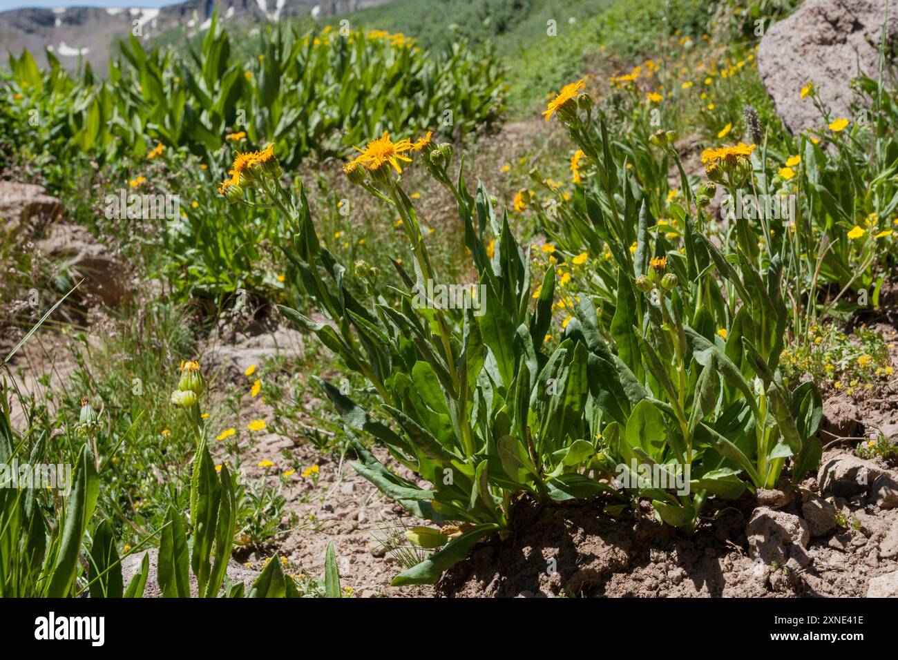 Thickleaf Ragwort (Senecio crassulus) Plantae Stock Photo - Alamy