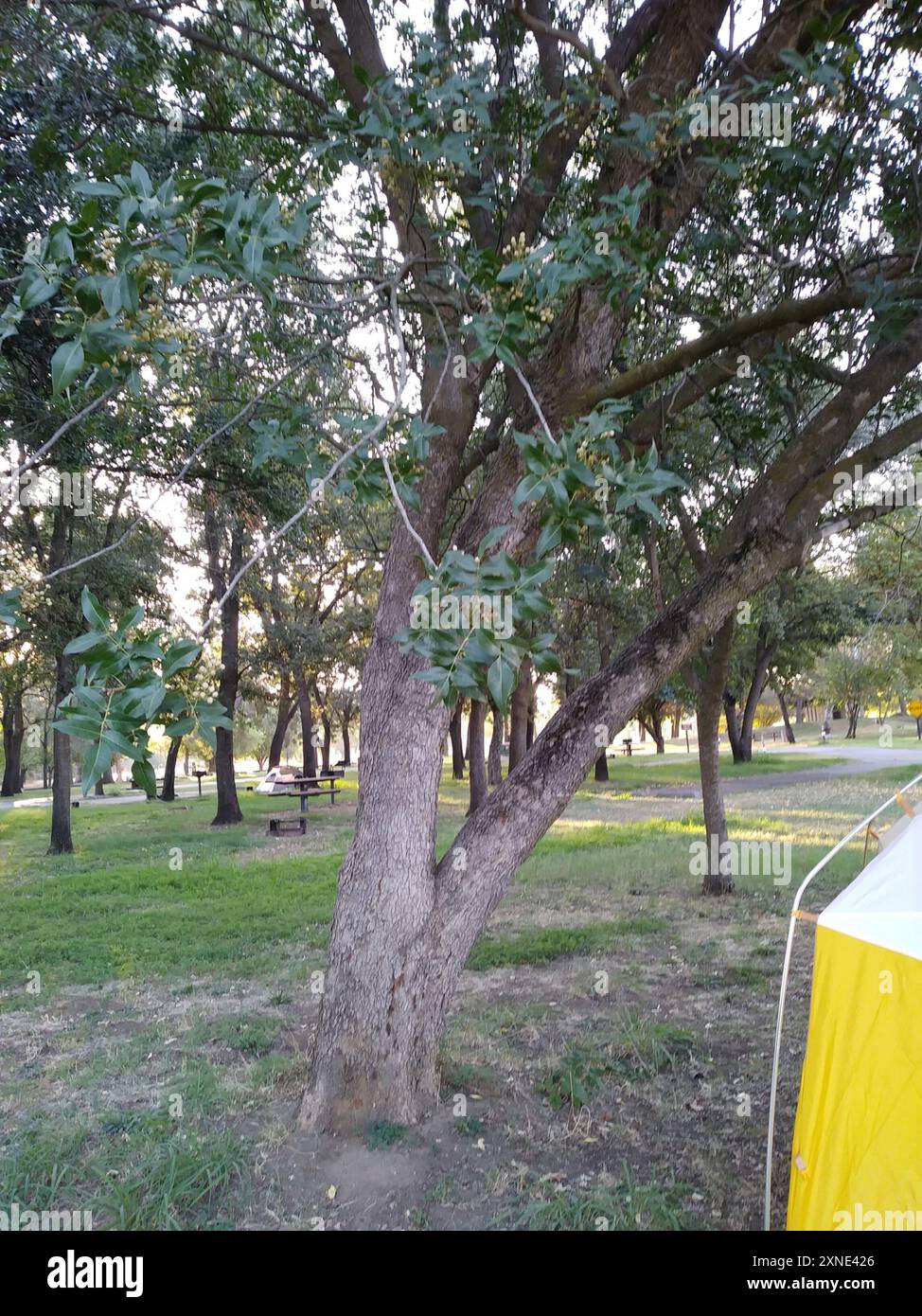 Mount Atlas mastic tree (Pistacia atlantica) Plantae Stock Photo - Alamy