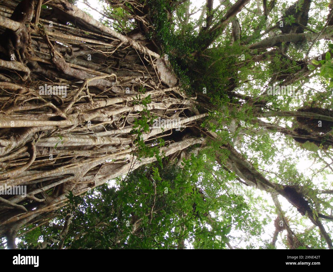 White fig (Ficus virens) Plantae Stock Photo - Alamy