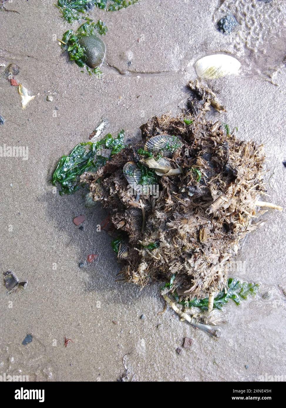 Atlantic Ribbed Mussel (Geukensia demissa) Mollusca Stock Photo - Alamy