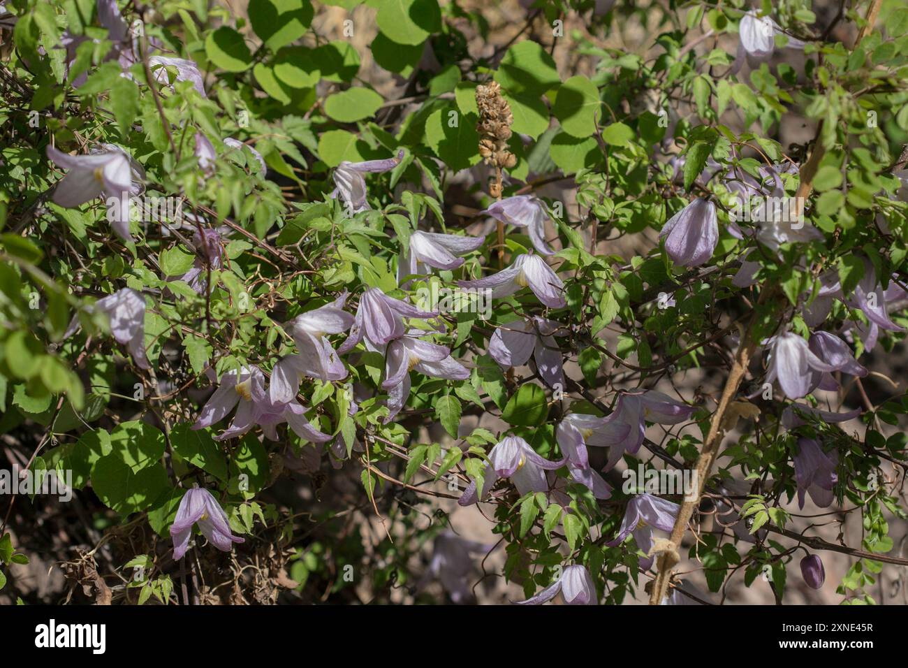 blue clematis (Clematis columbiana) Plantae Stock Photo - Alamy