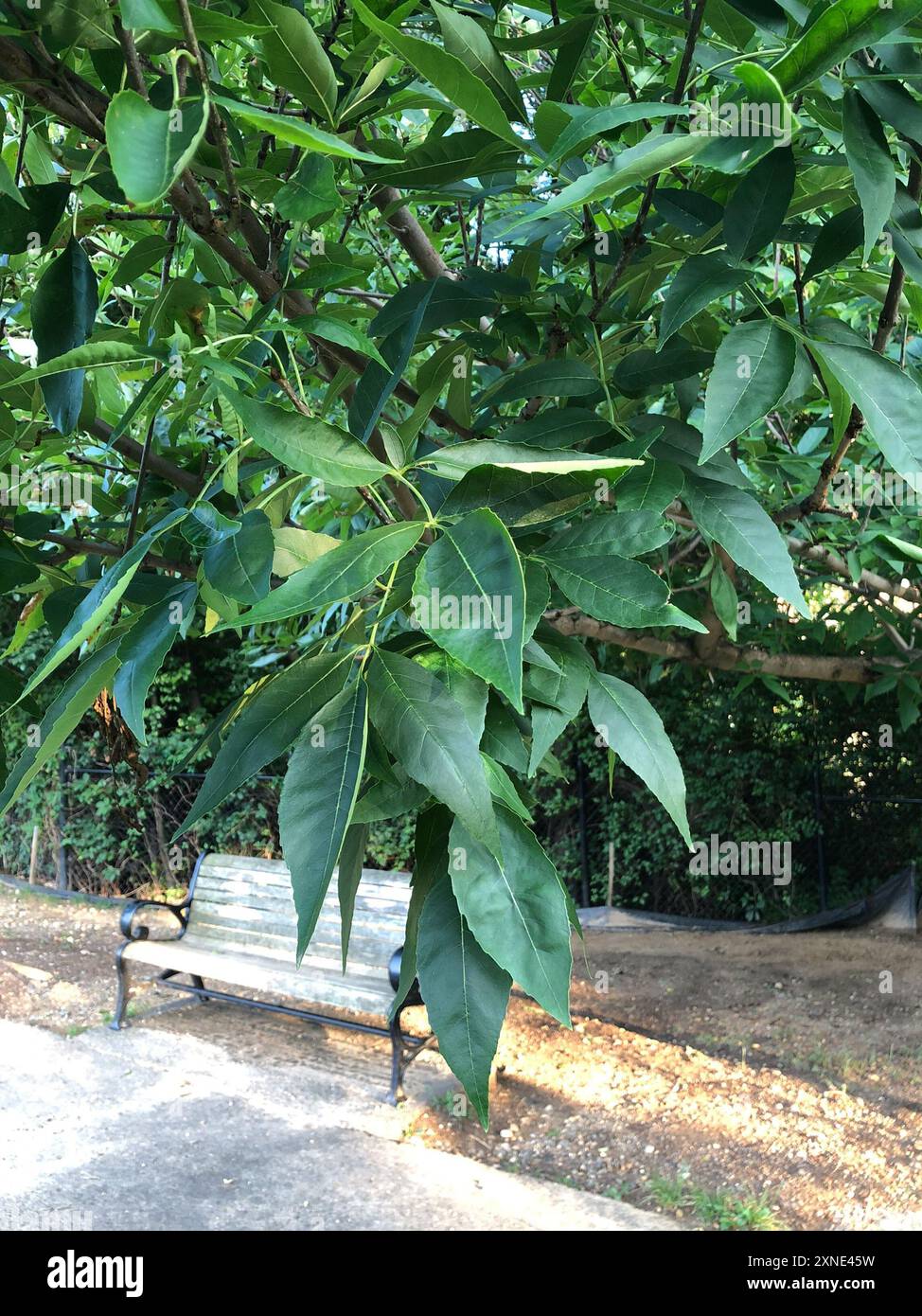 ashes (Fraxinus) Plantae Stock Photo - Alamy