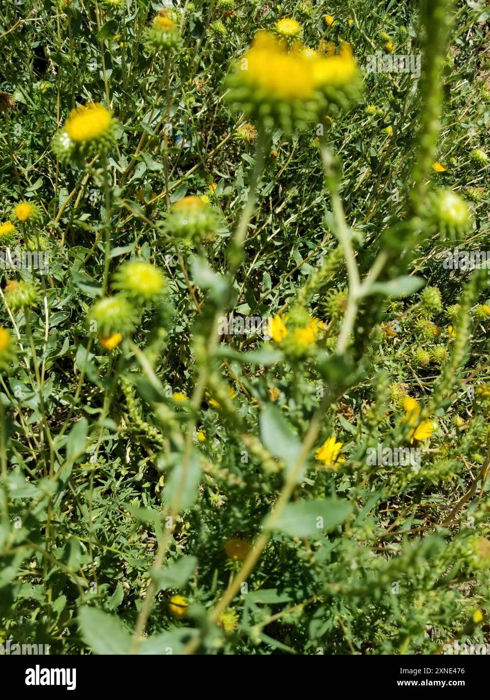 Curlycup Gumweed (Grindelia squarrosa) Plantae Stock Photo - Alamy