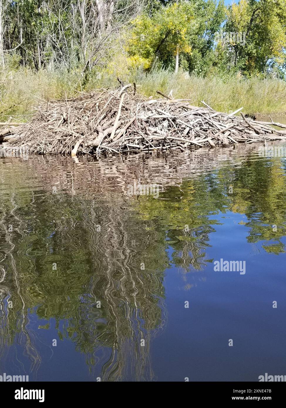 American Beaver (Castor canadensis) Mammalia Stock Photo - Alamy